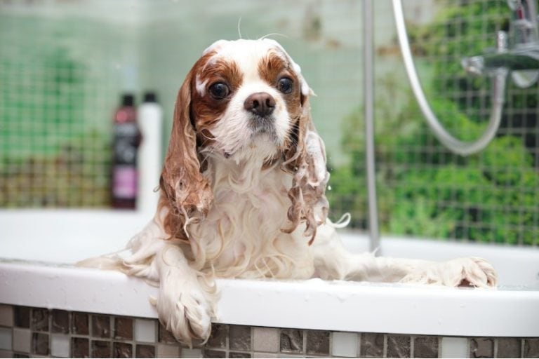 10 Amazing Cavalier King Charles Spaniel Haircuts (With Pictures ...