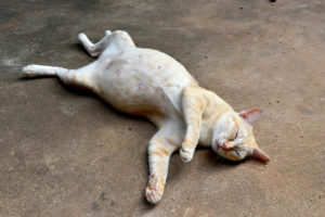 17 Typical Cat Sleeping Positions Explained (With Pictures ...