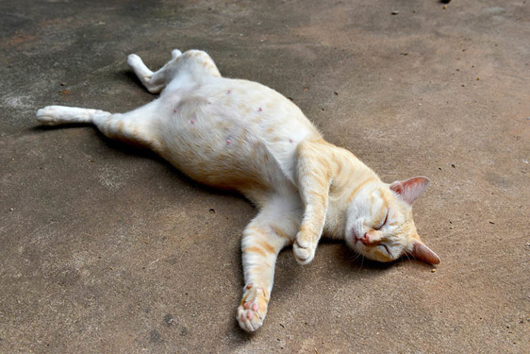 17 Typical Cat Sleeping Positions Explained (With Pictures ...