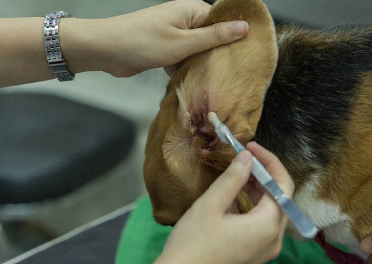 Dog Ear Hair Plucking: Our Vet Answers Concerns & Alternatives | Hepper ...