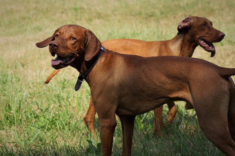 Are Vizslas Good Hunting Dogs? Everything You Need to Know | Hepper Pet ...