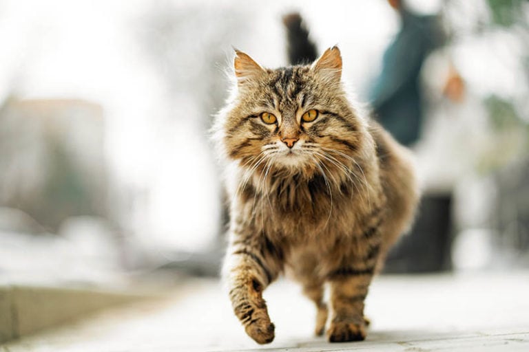 8 Likely Reasons Why Your Cat is Pacing All the Time | Hepper Pet Resources