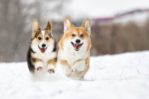 Do Corgis Like Snow or Cold Weather? Important Care Facts | Hepper Pet Resources