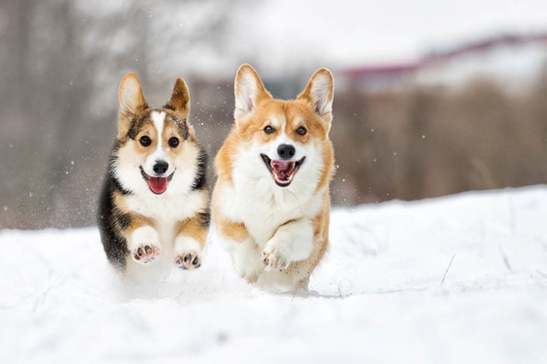 How Fast Can a Corgi Run? The Answer May Surprise You | Hepper Pet Resources