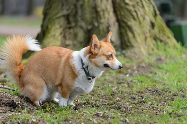 Do Corgis Normally Have Tails? Vet-Approved Anatomy Info | Hepper Pet ...
