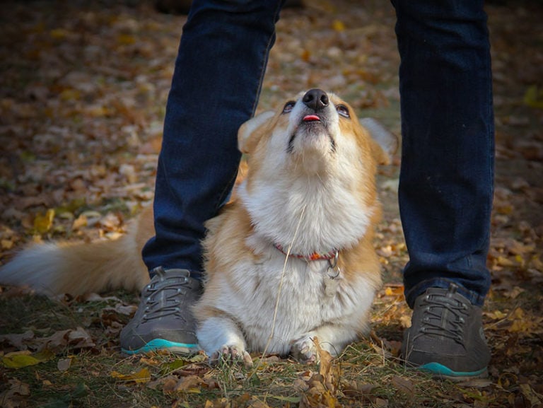 How to Prevent Corgi Back Problems: 7 Expert Tips | Hepper Pet Resources