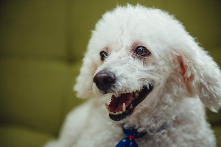 6 Dog Breeds Prone to Cushing's Disease: Vet Reviewed Signs & Treatment ...