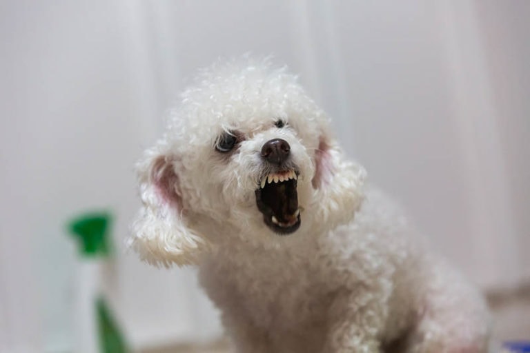Are Poodles Aggressive? Vet-Reviewed Facts & Tips | Hepper Pet Resources