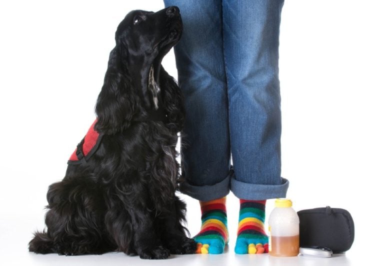 What Are Allergy Detection Service Dogs? How They Work, Training & FAQ ...