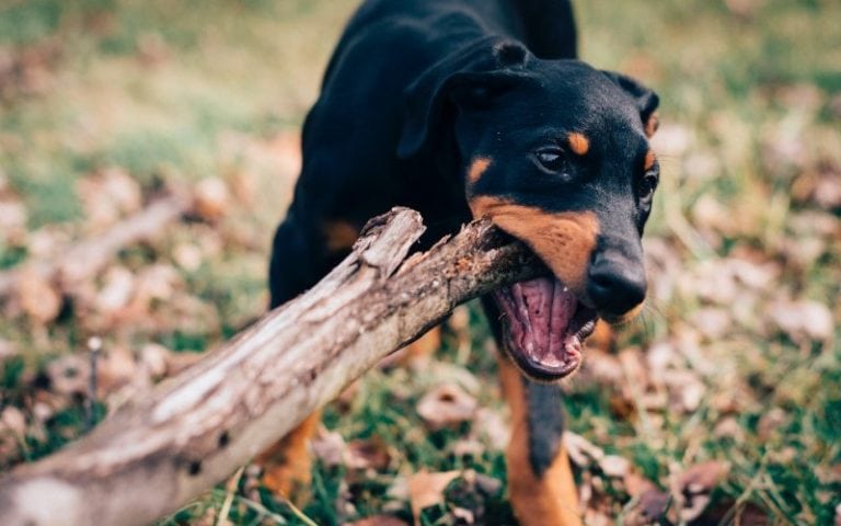 How Strong Is a Doberman’s Bite? The Incredible Answer! | Hepper Pet ...