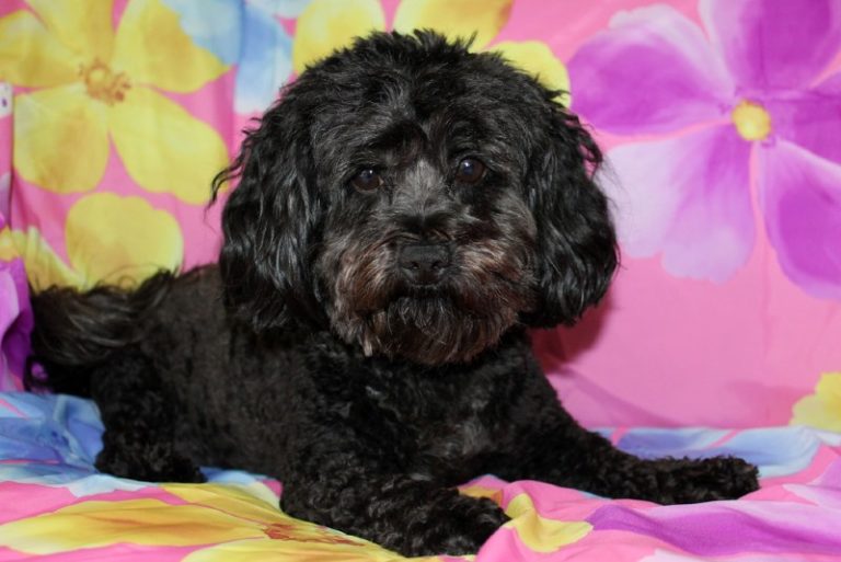 Maltipoo Colors: 4 Common & 2 Rare Ones (With Pictures) | Hepper Pet ...