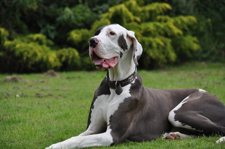 American vs European Great Dane - How Do They Compare? (With Pictures ...
