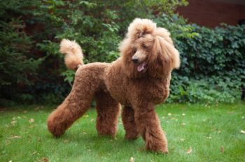 How to Train a Poodle (8 Great Tips and Tricks) | Hepper Pet Resources