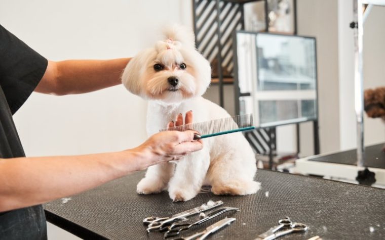 How to Trim Puppy Nails: 10 Vet-Approved Steps | Hepper Pet Resources
