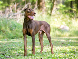Red Doberman: Facts, History, Recognition & Pictures | Hepper Pet Resources