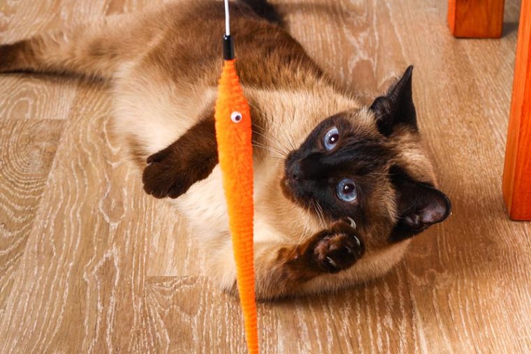 My Cat Ate a Fly, What Should I Do? Vet Approved Advice | Hepper Pet ...