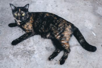 Tortoiseshell Cat Appreciation Day 2026: When It Is & How Its ...