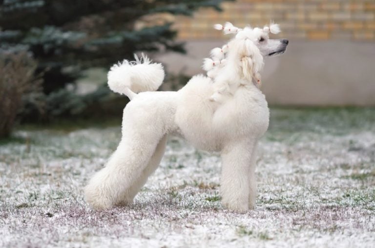 White Poodle: Facts, Origin & History (With Pictures) | Hepper Pet ...