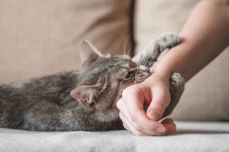 Why Does Your Cat Grab Your Hand & Bite You? 8 Vet-Verified Reasons ...