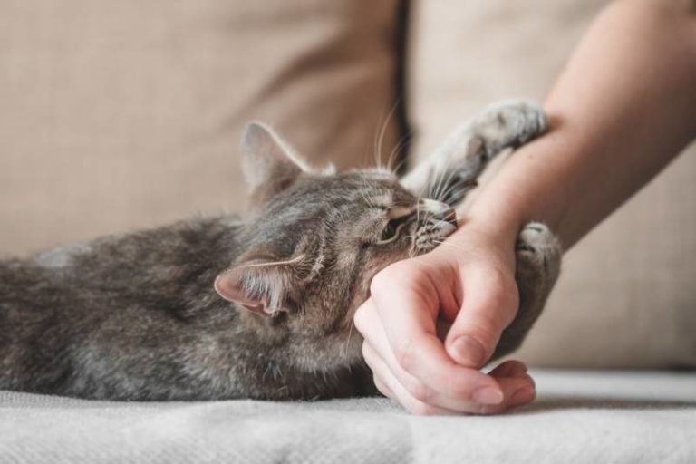 Why Does Your Cat Grab Your Hand & Bite You? 8 Vet-Verified Reasons ...