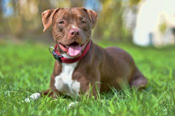 How Much Does a Pitbull Cost? (2025 Price Update) | Hepper Pet Resources