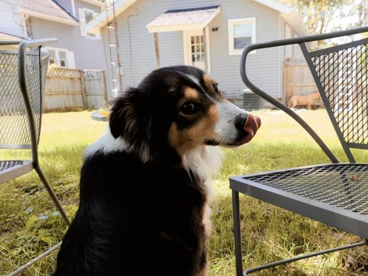 Short-Haired Australian Shepherd: Info, Pictures, Traits & Facts ...