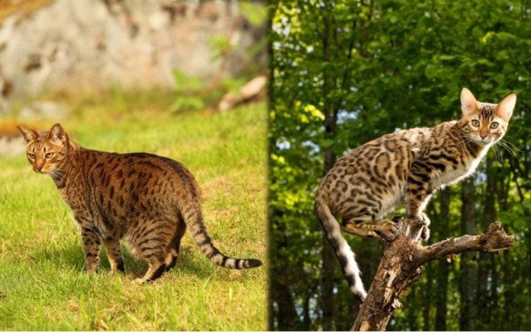 Cheetoh Cat: Facts, Care & More (With Pictures) | Hepper Pet Resources