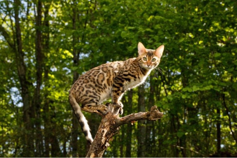 10 Long-Nosed Cat Breeds: Info, Temperament, Pictures & Facts | Hepper ...