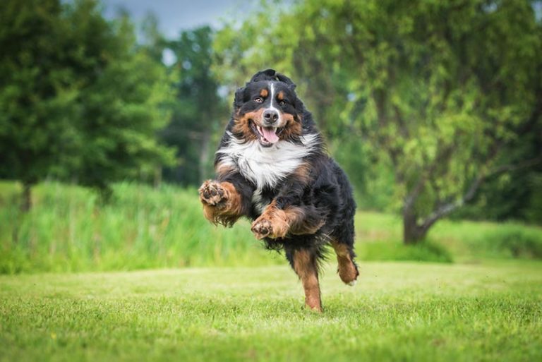 Why Is My Dog Scared to Go Outside? Vet-Reviewed Reasons & How to Help ...