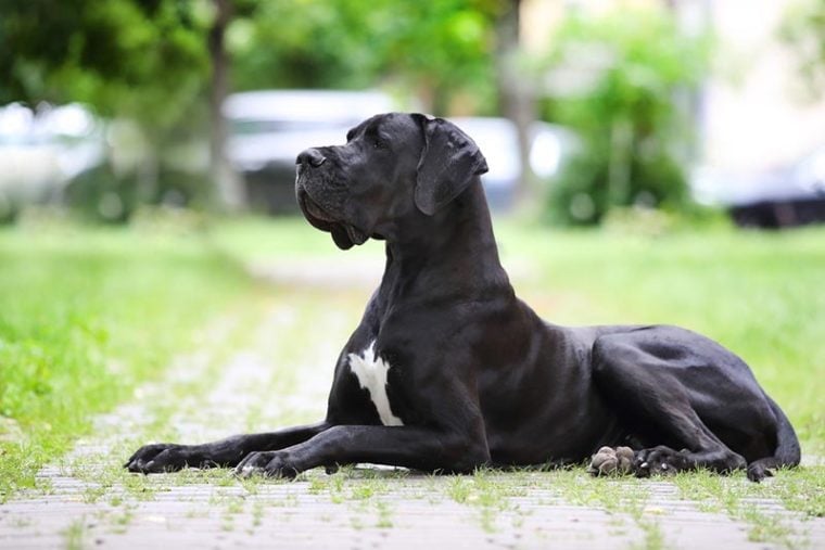 When to Spay or Neuter a Great Dane: Dangers of Early Surgery Explained ...