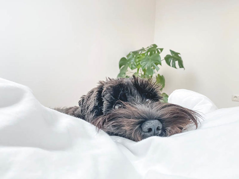 11 Miniature Schnauzer Health Problems to Watch Out For | Hepper Pet ...