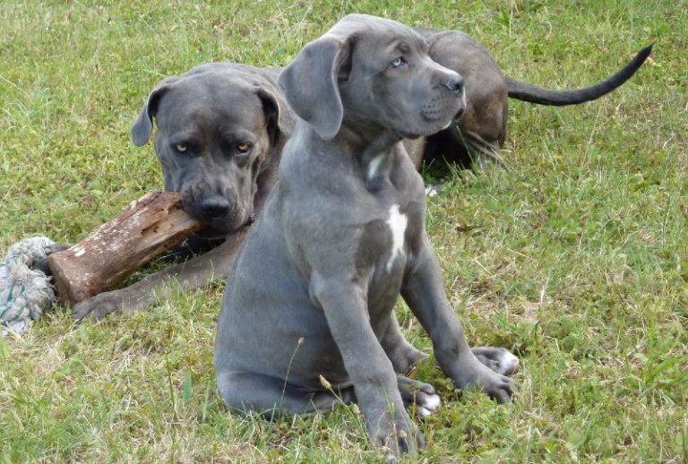 Blue Cane Corso: Facts, Origin & History (with Pictures) | Hepper Pet ...