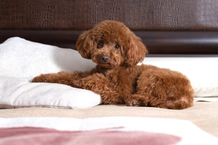 20 Red Dog Breeds: Info, History, Pictures & Facts | Hepper Pet Resources
