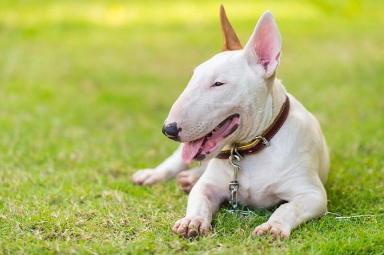 Miniature vs Standard Bull Terrier: Key Differences (With Pictures ...