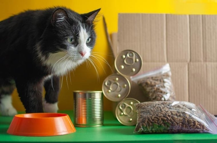 How to Keep Flies Away From Cat Food: 5 Tips & Tricks | Hepper Pet ...
