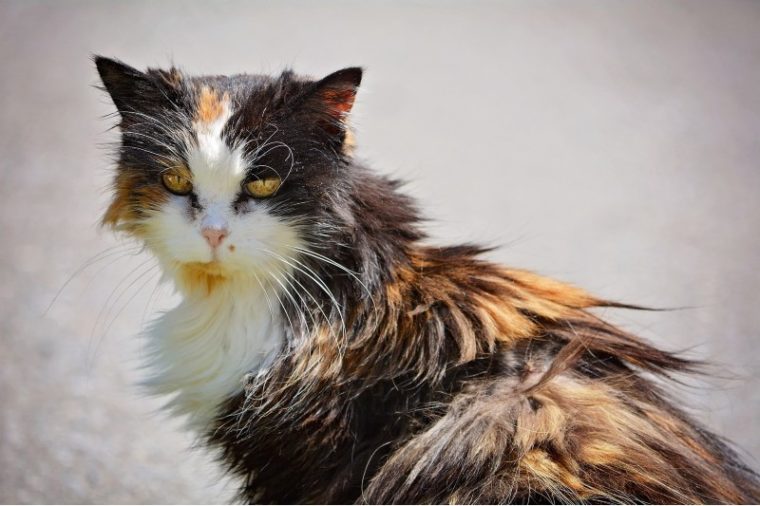 Why Your Cats Fur Suddenly Matted? 7 Vet Reviewed Reasons | Hepper Pet ...