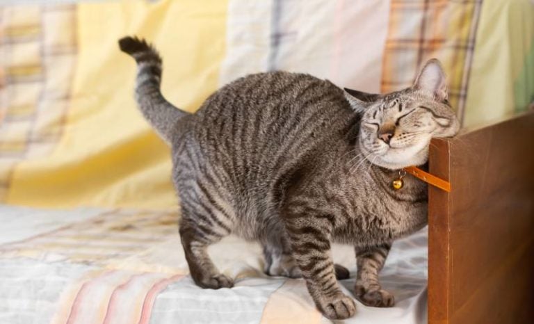How Do Female Cats Act After Mating? Vet Approved Advice | Hepper Pet ...