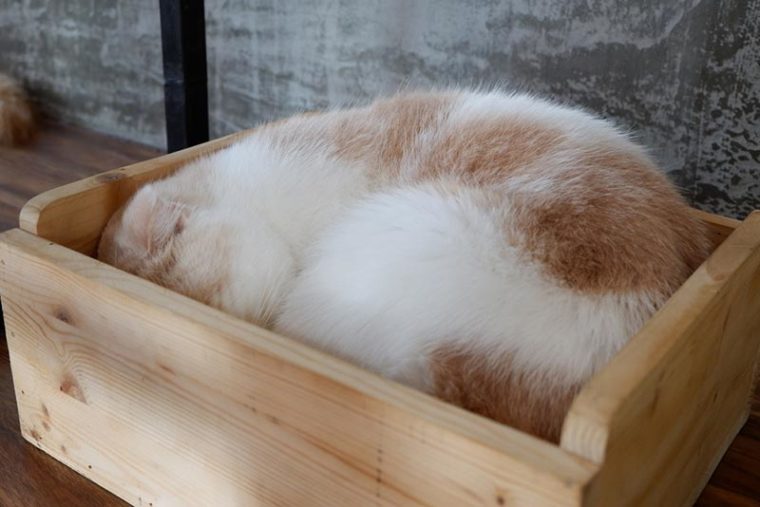 Why Is My Cat Sleeping in the Litter Box? 7 Reasons & What to Do About ...