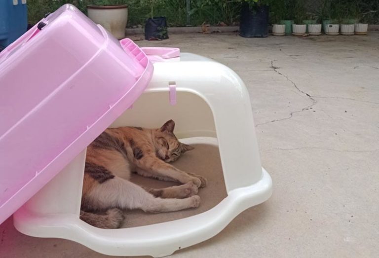 Why Doesn’t My Cat Cover Their Poop? 10 Likely Reasons | Hepper Pet ...