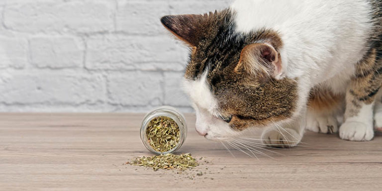 Why Does Catnip Make Cats Go Crazy? Vet Approved Facts & FAQ | Hepper ...