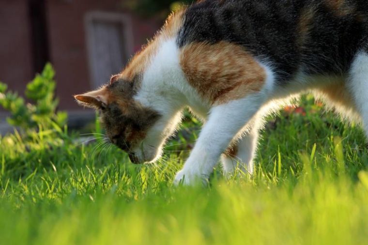 Why Is Your Cat Suddenly Sniffing Everything: 5 Vet-Approved Reasons ...