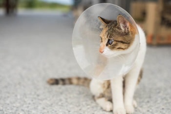 5 DIY Cat Cones You Can Make Today (With Pictures) | Hepper Pet Resources