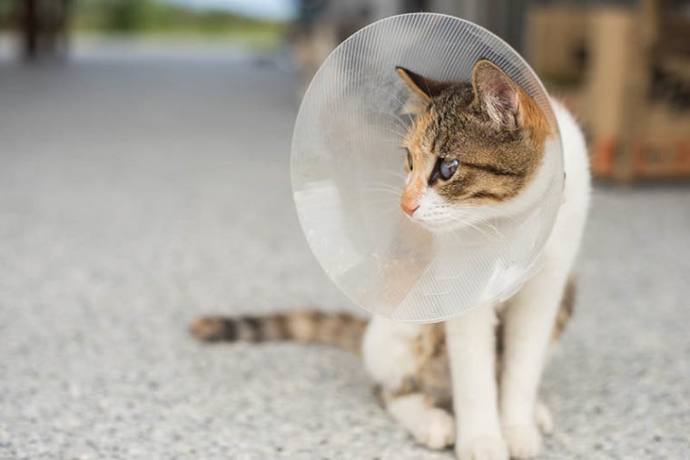 5 DIY Cat Cones You Can Make Today (With Pictures) | Hepper Pet Resources
