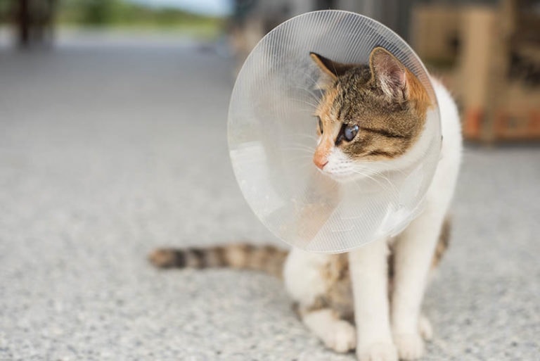 When Should I Use an E-Collar for Cats? Vet-Approved Tips & FAQ ...