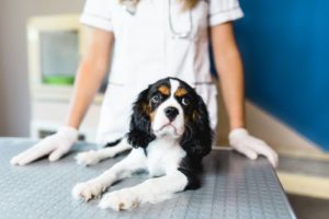 10 Common Cavalier King Charles Spaniel Health Issues to Look For ...