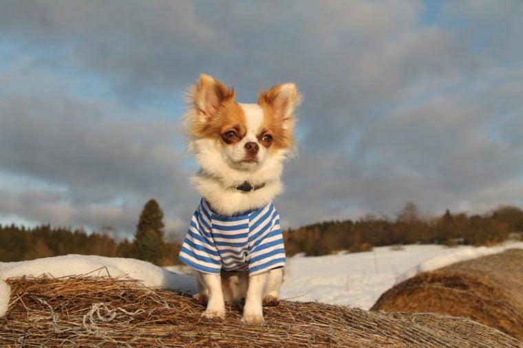 11 Small Dog Breeds For Hiking (With Info & Pictures) | Hepper Pet ...