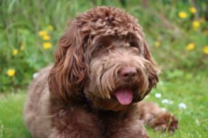 10 Cool & Classy Cockapoo Haircuts You Can Try Today (With Pictures ...