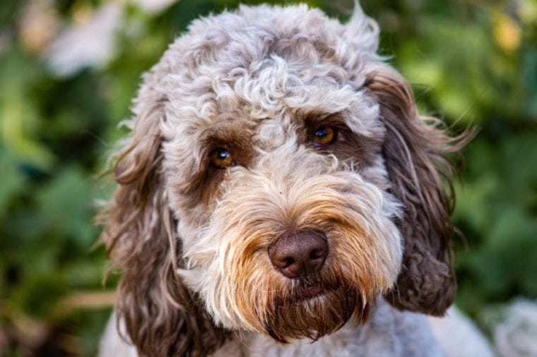 10 Common Cockapoo Colors (With Pictures) | Hepper Pet Resources
