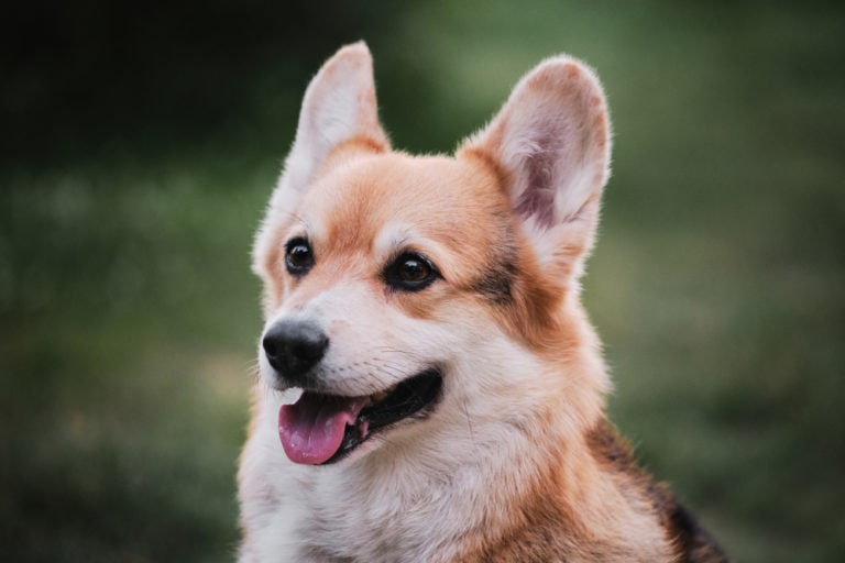 How Long Do Corgis Live? Average Lifespan, Data & Care | Hepper Pet Resources
