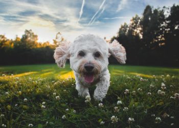 Mini Cockapoo Dog Breed: Info, Pictures, Temperament & More | Hepper ...